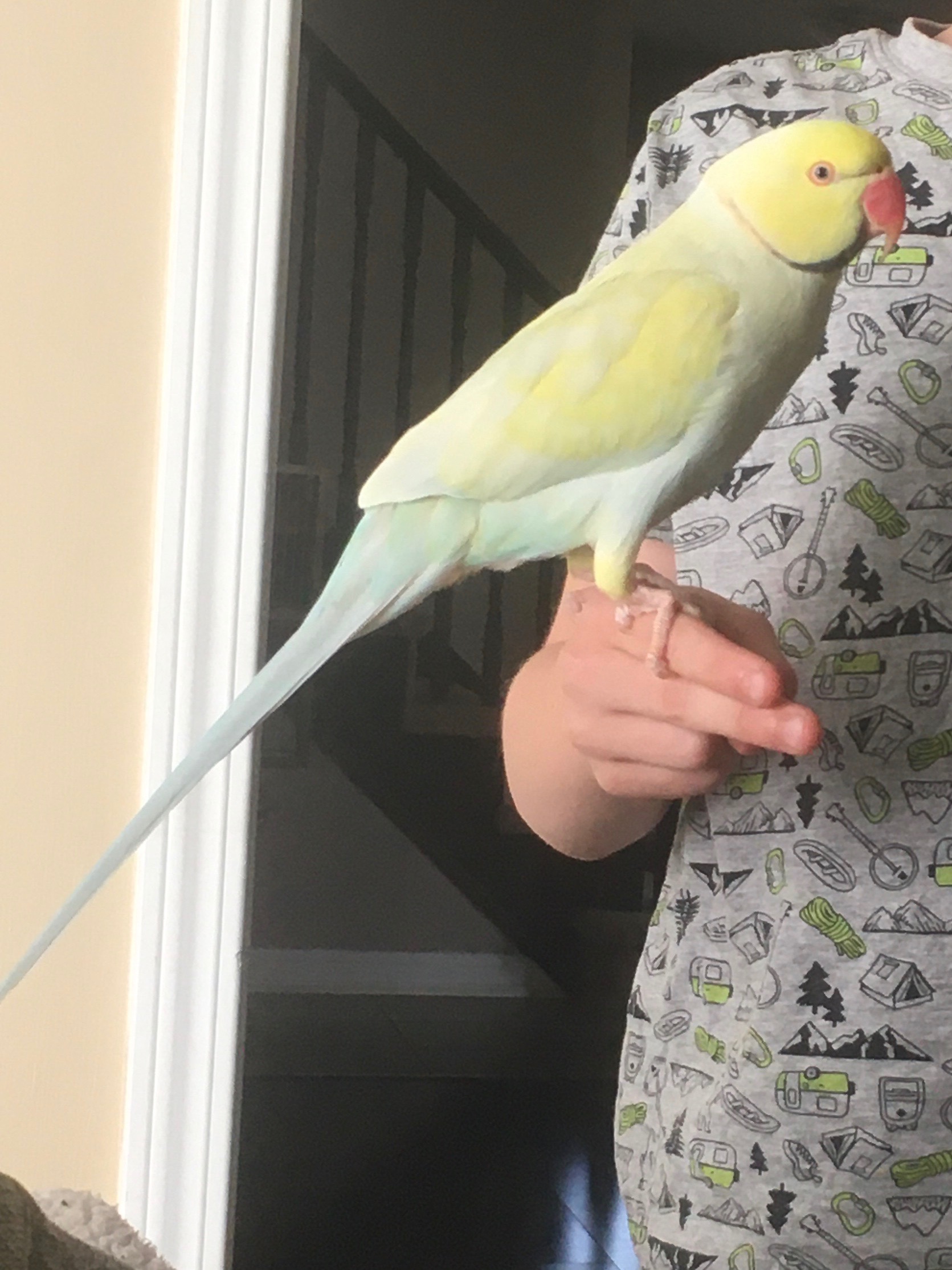 Our Birds – Chirp’n Turpin’s Aviary