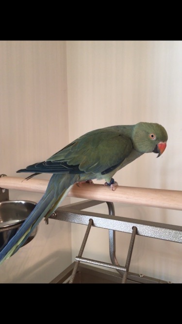Our Birds – Chirp’n Turpin’s Aviary