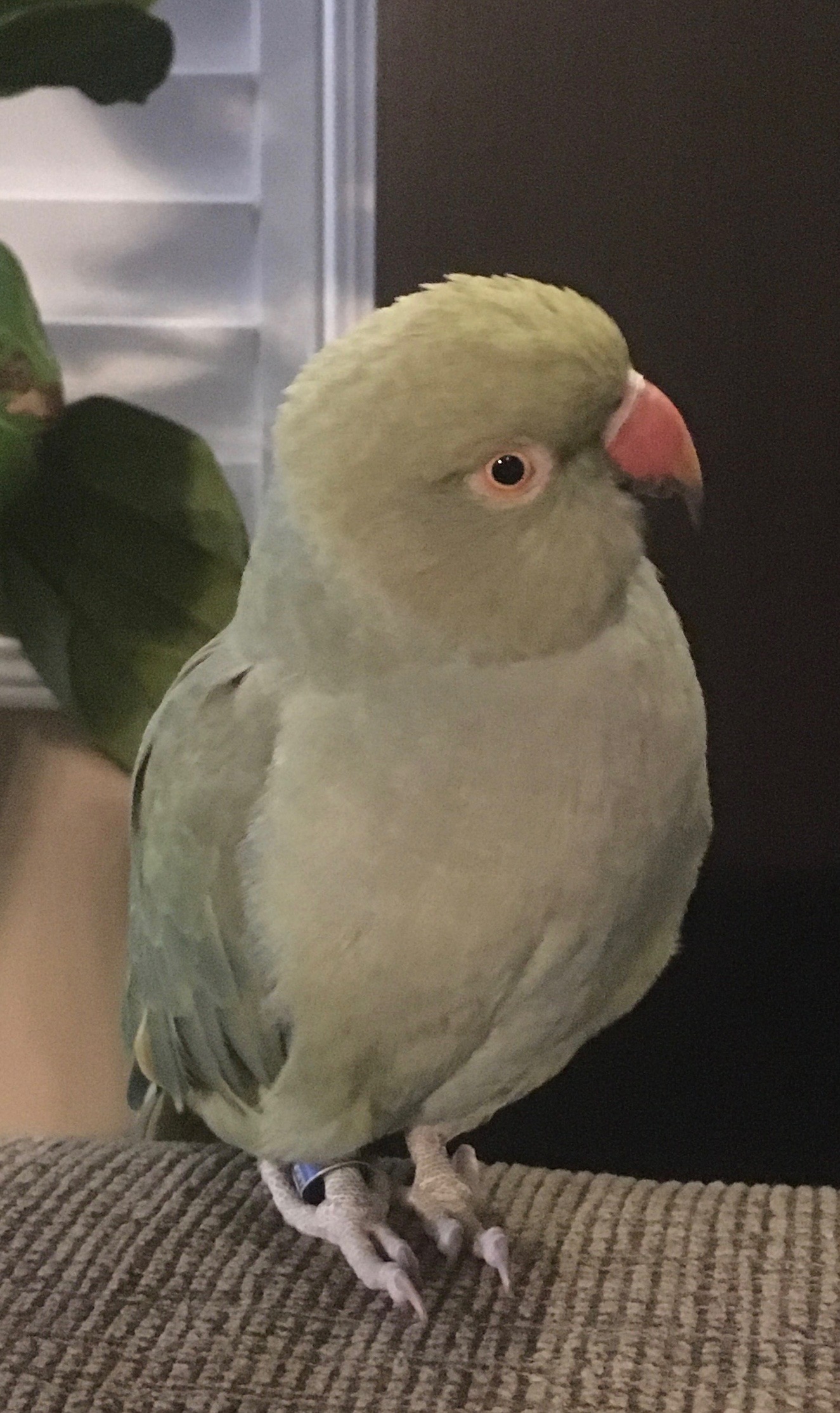 Our Birds – Chirp’n Turpin’s Aviary