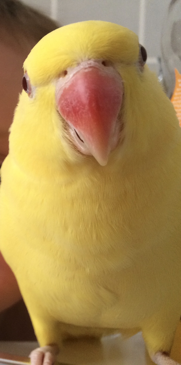 Our Birds – Chirp’n Turpin’s Aviary
